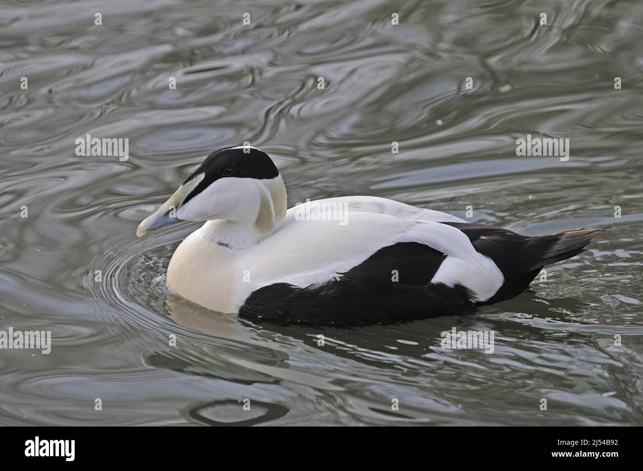 Common eider (Somateria mollissima), swimming drake Stock Photo - Alamy