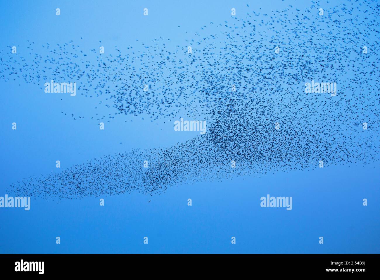 common starling (Sturnus vulgaris), flock of starlings flying in the ...