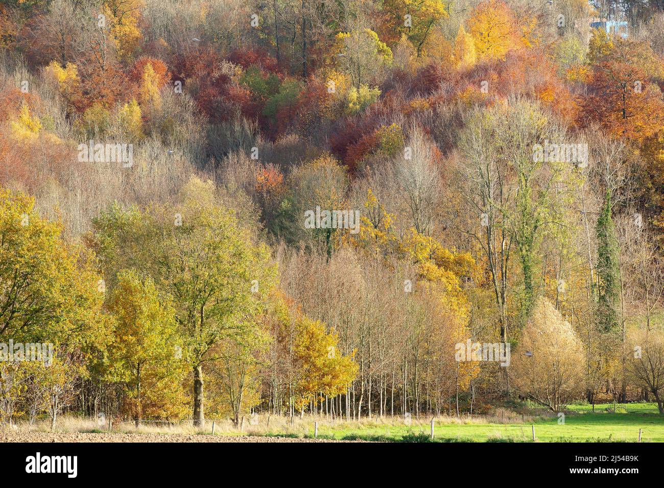 Autumn in Forest of Brakel, Flobecq, Belgium, East Flanders, Vloesberg ...