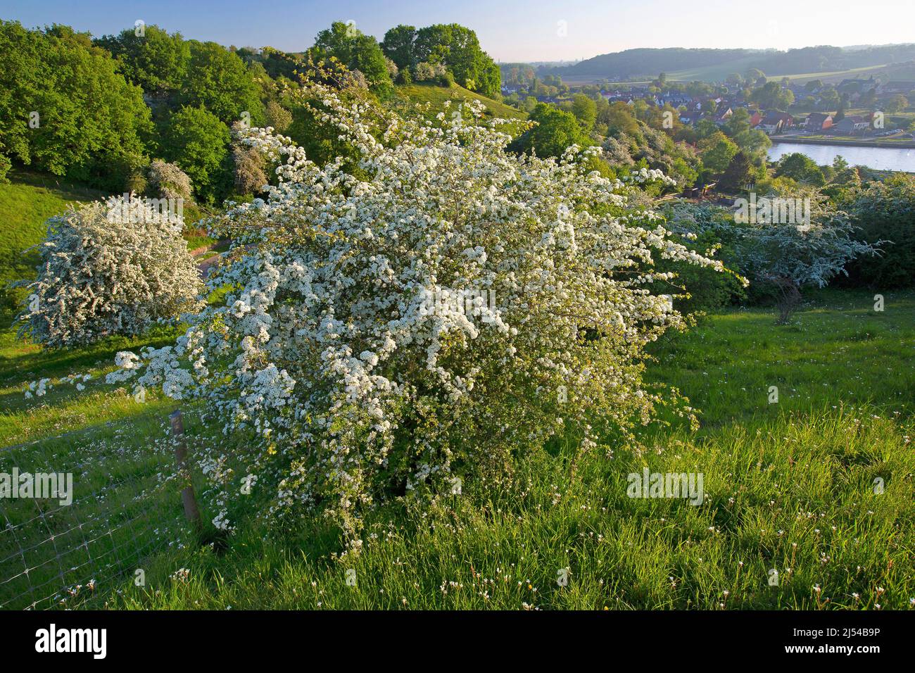 common hawthorn, singleseed hawthorn, English hawthorn (Crataegus ...