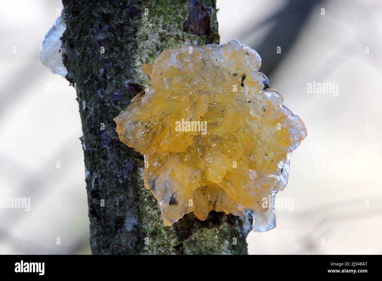 Yellow brain, Golden jelly fungus, Yellow trembler, Witches' butter ...