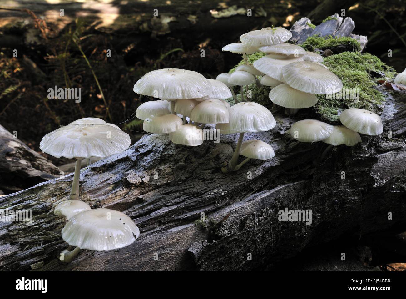 porcelain fungus (Oudemansiella mucida), several fruiting bodies on ...
