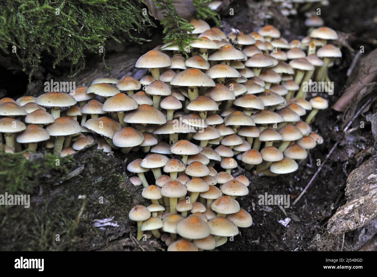 sulphur tuft, sulfur tuft, clustered woodlover, sulfur cap (Hypholoma ...