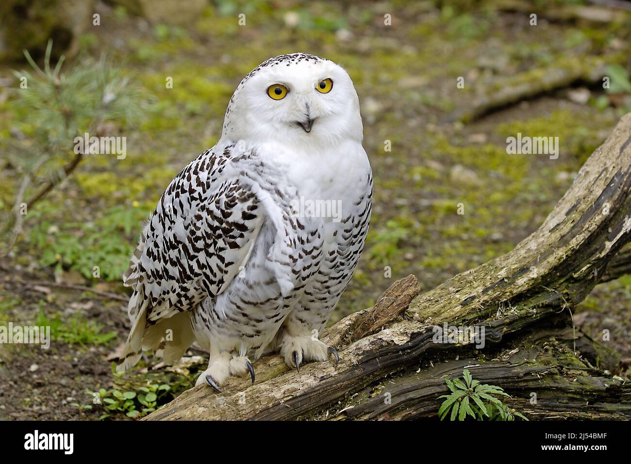 Snowy Owl (Strix scandiaca, Nyctea scandiaca, Bubo scandiacus), female ...