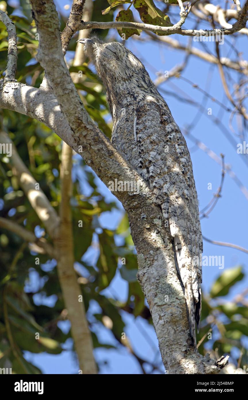 Great potoo hi-res stock photography and images - Alamy
