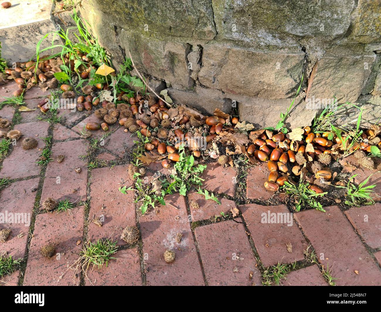 Turkey oak (Quercus cerris), fallen acorns on a pavement, Germany Stock ...