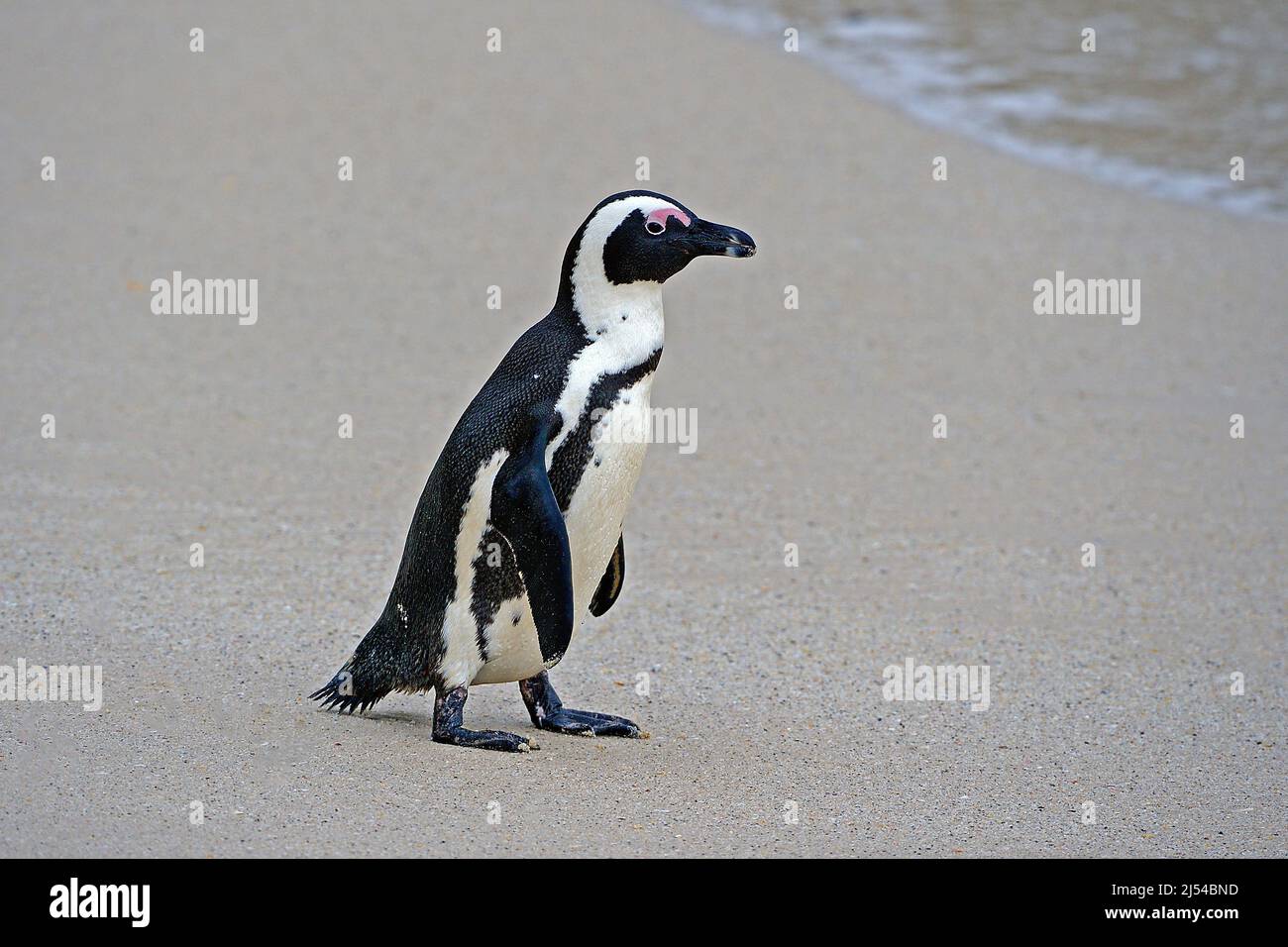 Jackass penguin, African penguin, Black-footed penguin (Spheniscus ...