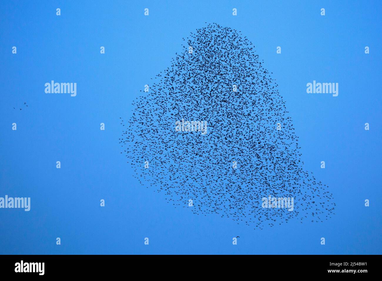 common starling (Sturnus vulgaris), flock of starlings flying in the ...
