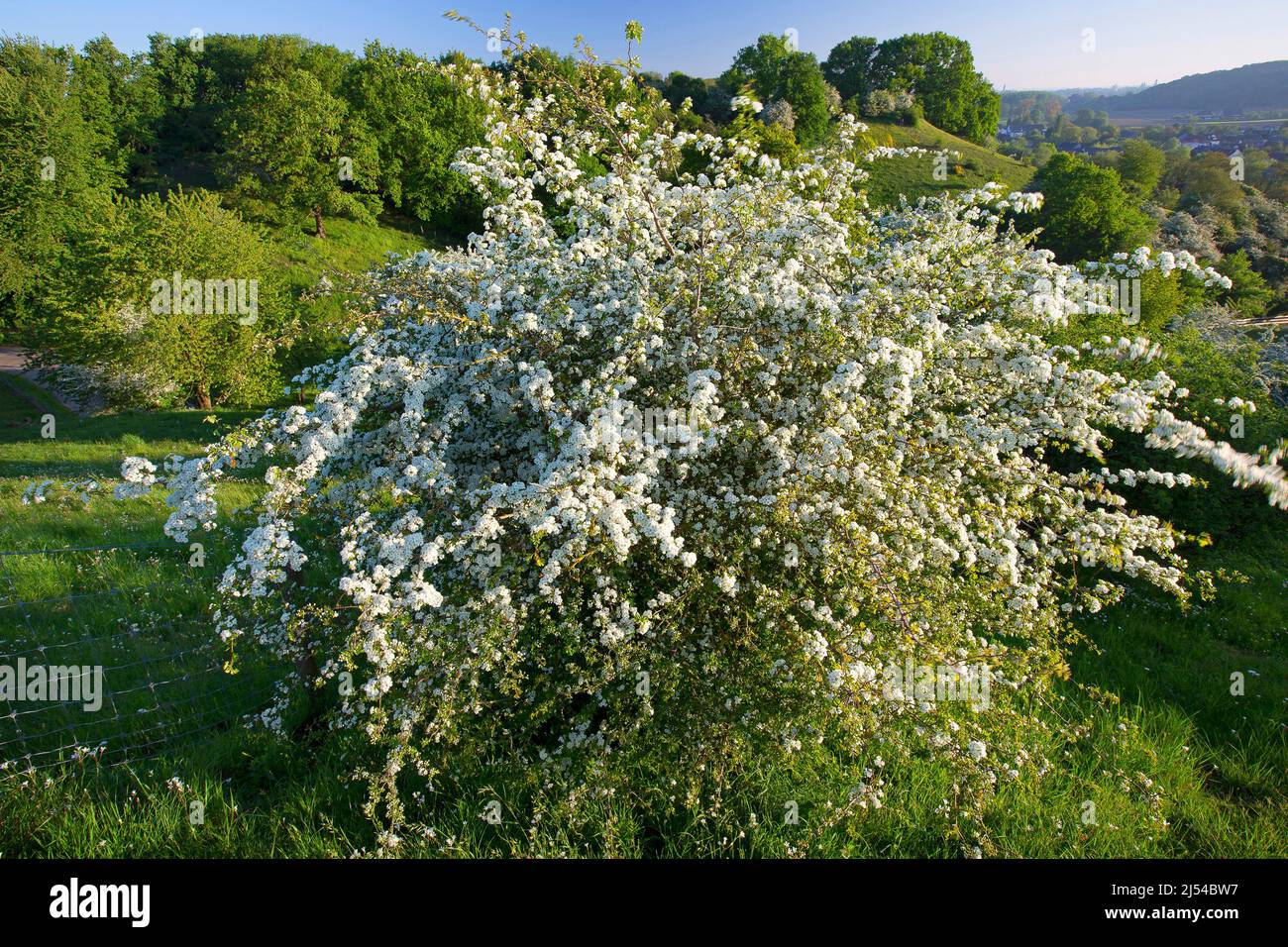 common hawthorn, singleseed hawthorn, English hawthorn (Crataegus ...