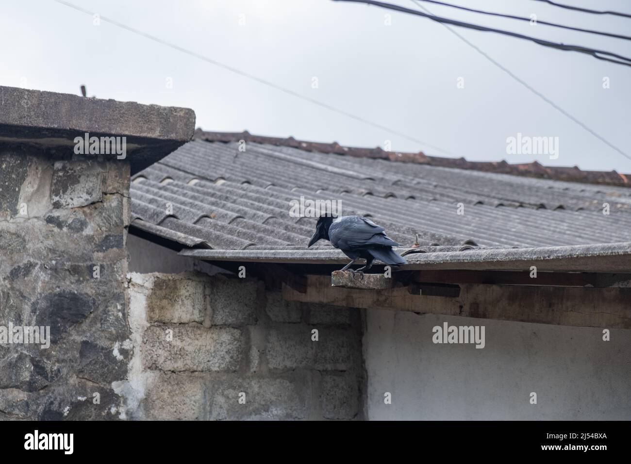 black raven on house roof Stock Photo - Alamy