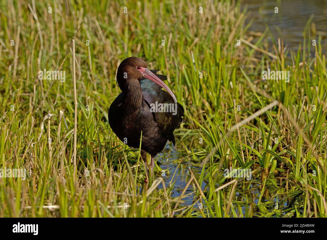 puna ibis (Plegadis ridgwayi), foraging in a marsh meadow Stock Photo ...