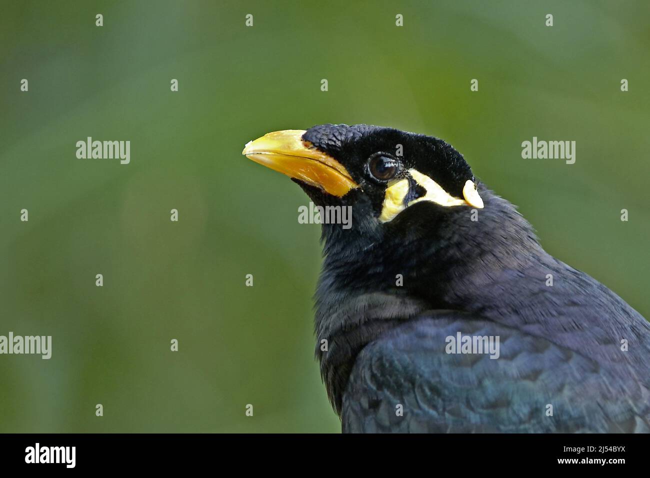 southern grackle (Gracula religiosa), portrait Stock Photo - Alamy