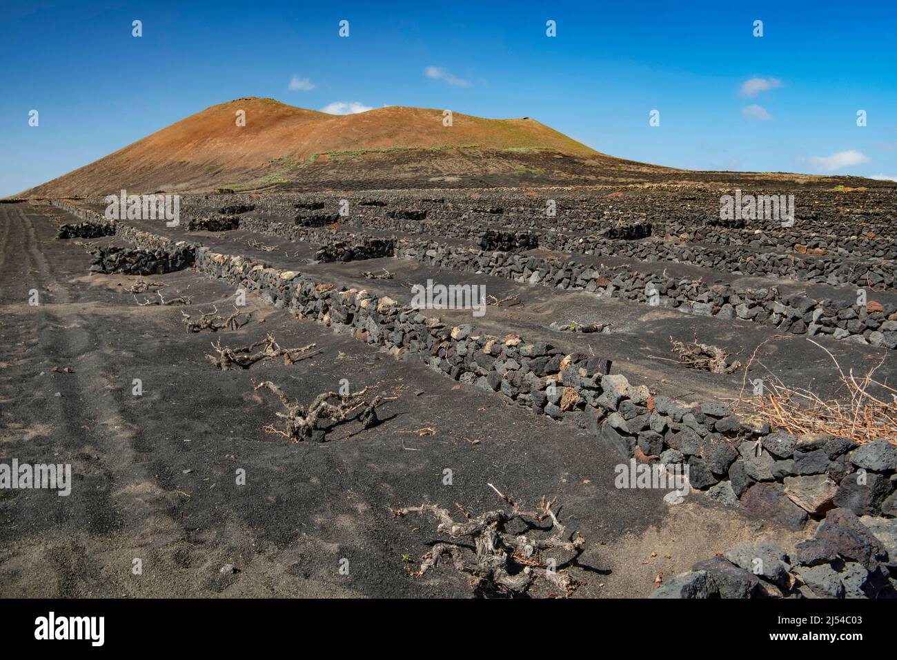 grape-vine, vine (Vitis vinifera), Grapevines with walls made of lava ...