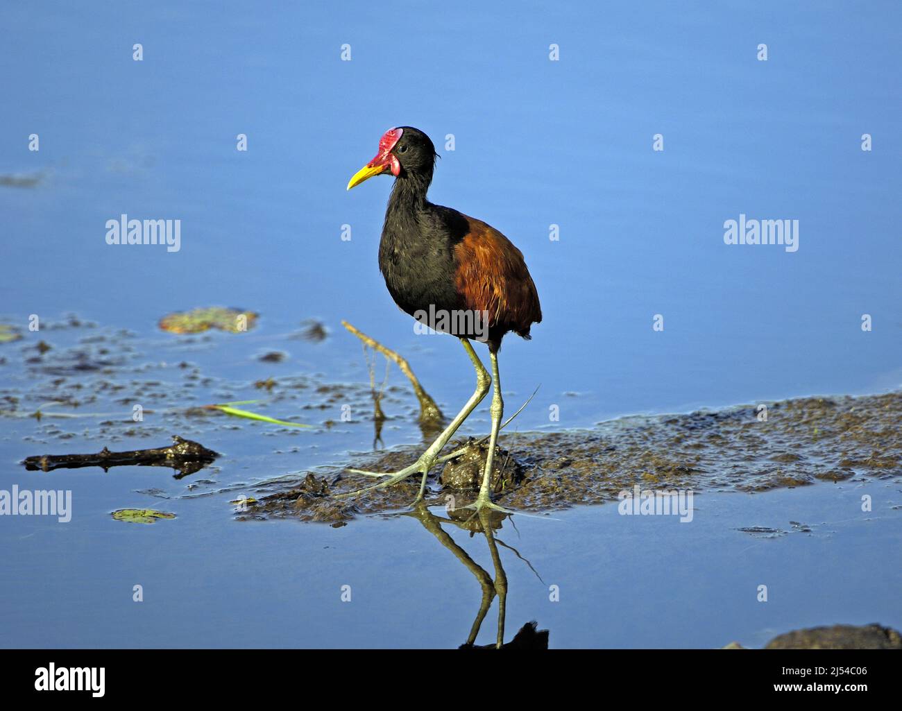 wattled jacana (Jacana jacana), stands in shallow water, Brazil ...