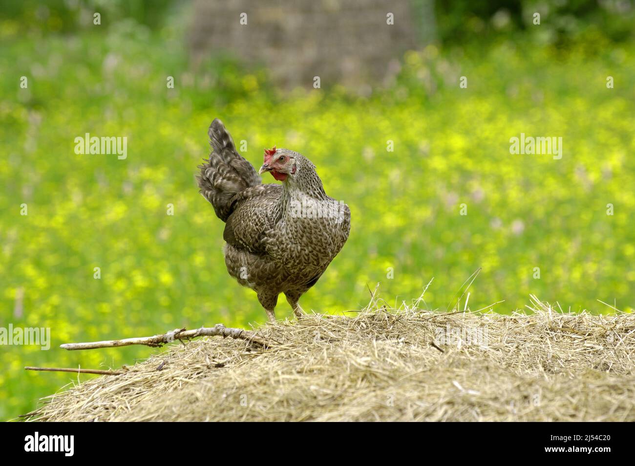 domestic fowl (Gallus gallus f. domestica), domestic hen on a dung hill ...