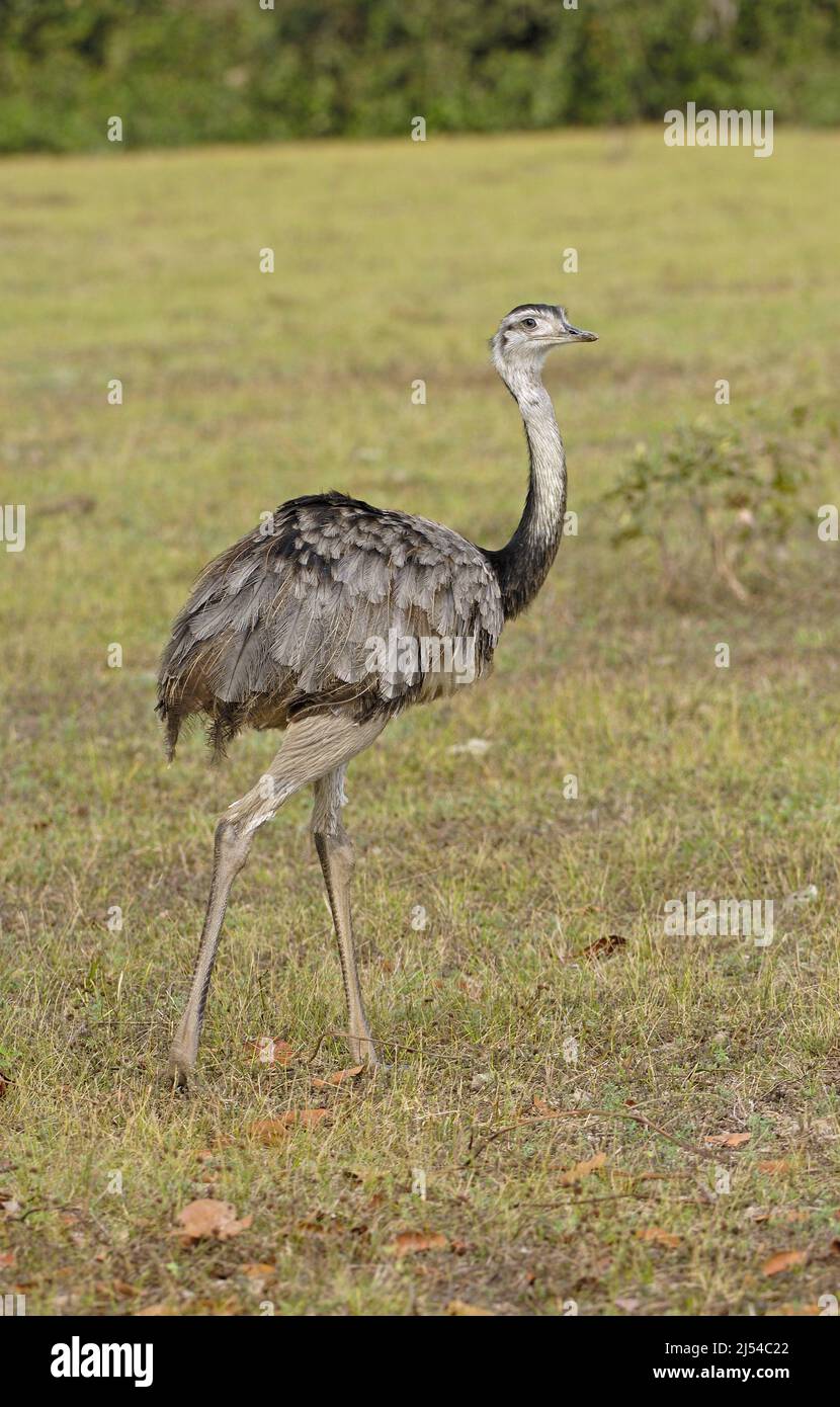 greater rhea (Rhea americana), walks in greenland, Brazil, Pantanal Stock Photo - Alamy