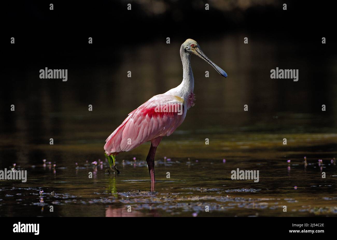 Roseate spoonbill (Ajaia ajaia, Ajaia ajaja, Platalea ajaja), foraging ...