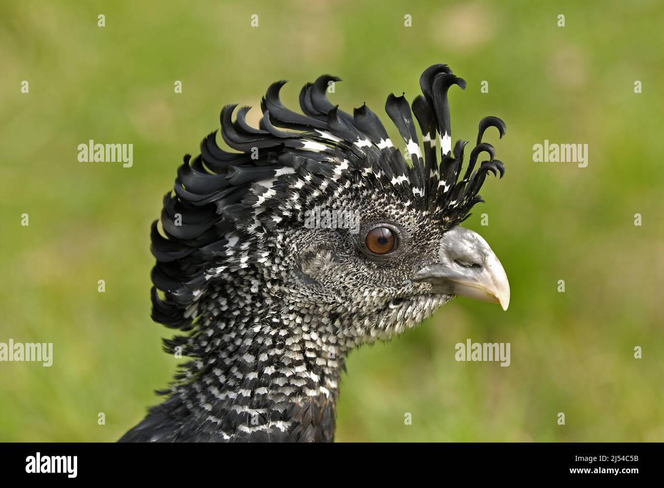 great curassow (Crax rubra), female, portrait Stock Photo - Alamy