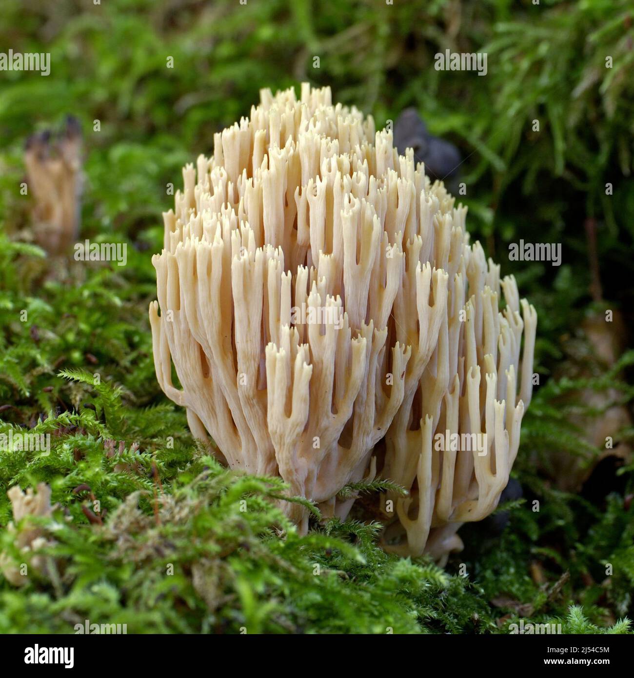 Upright coral (Ramaria stricta), fruiting body on moss, Germany ...