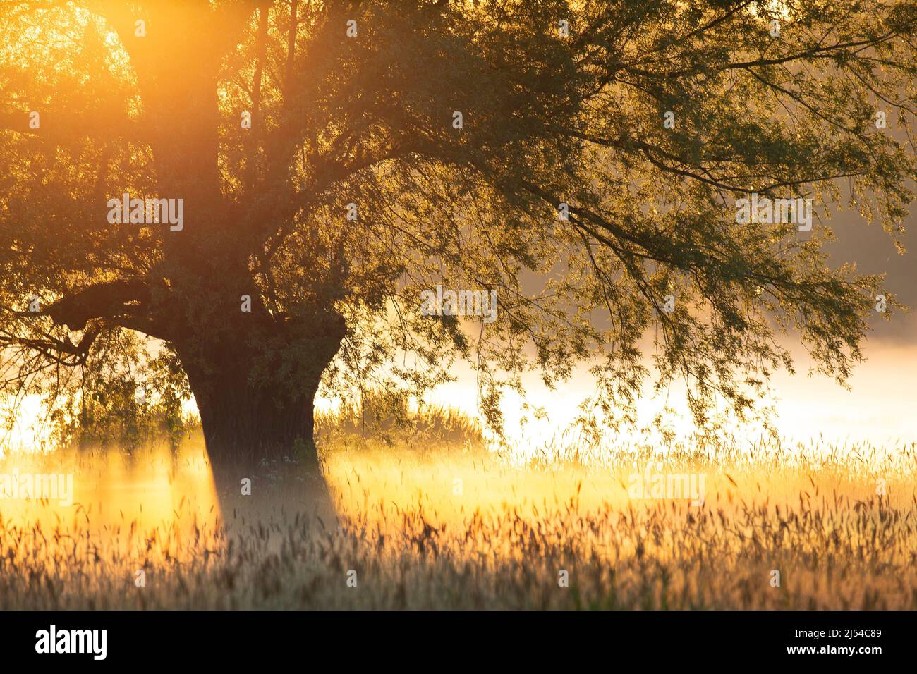 Zingem belgium hi-res stock photography and images - Alamy