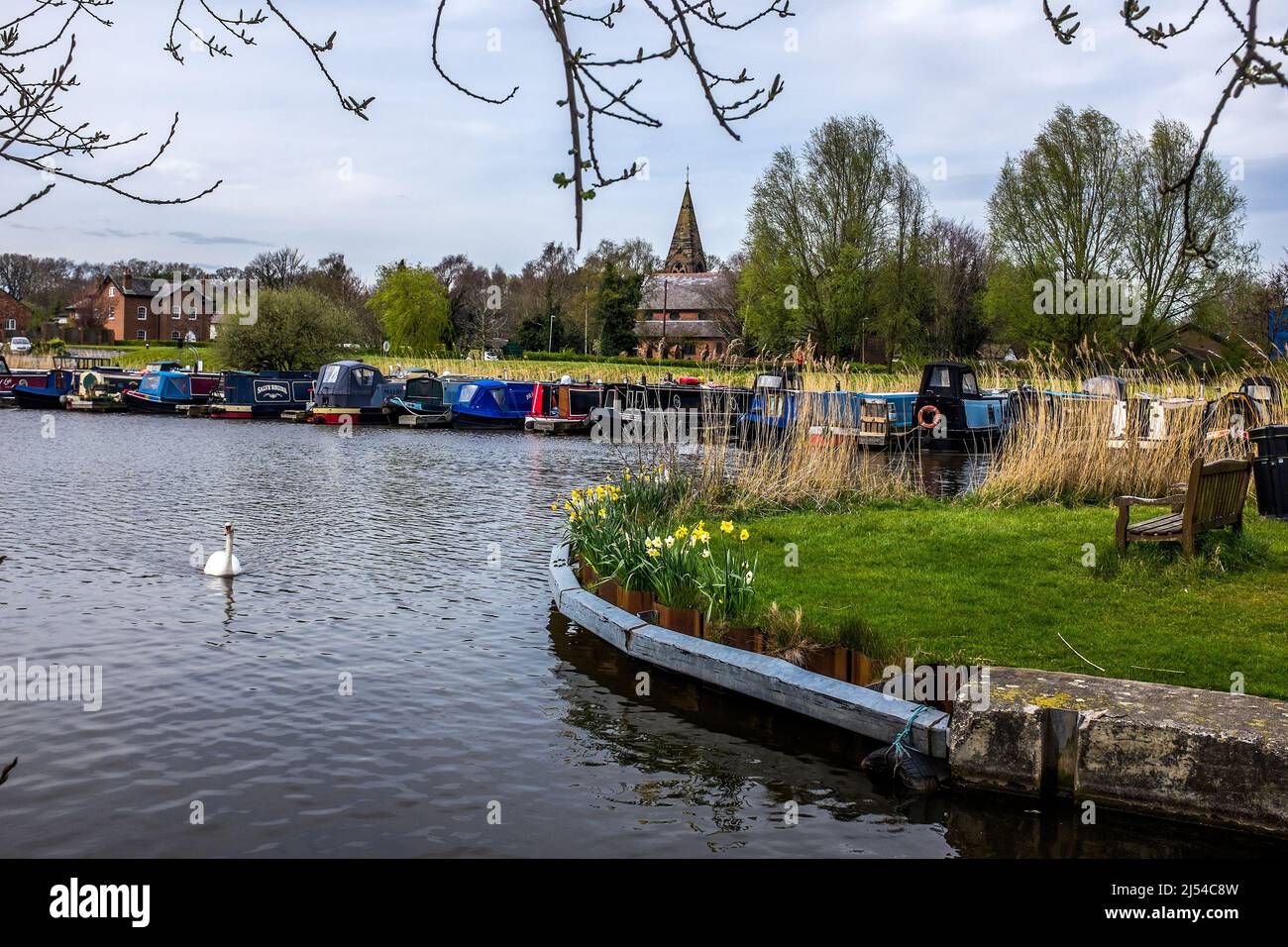 A swan glides sedately at Rufford Marina on the Rufford Branch of the ...
