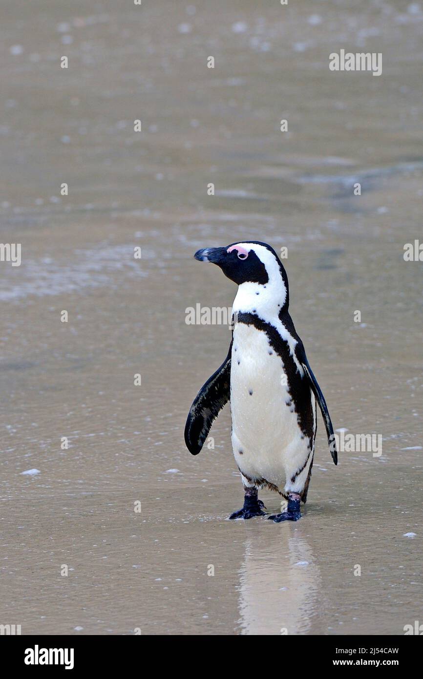 Jackass penguin, African penguin, Black-footed penguin (Spheniscus ...