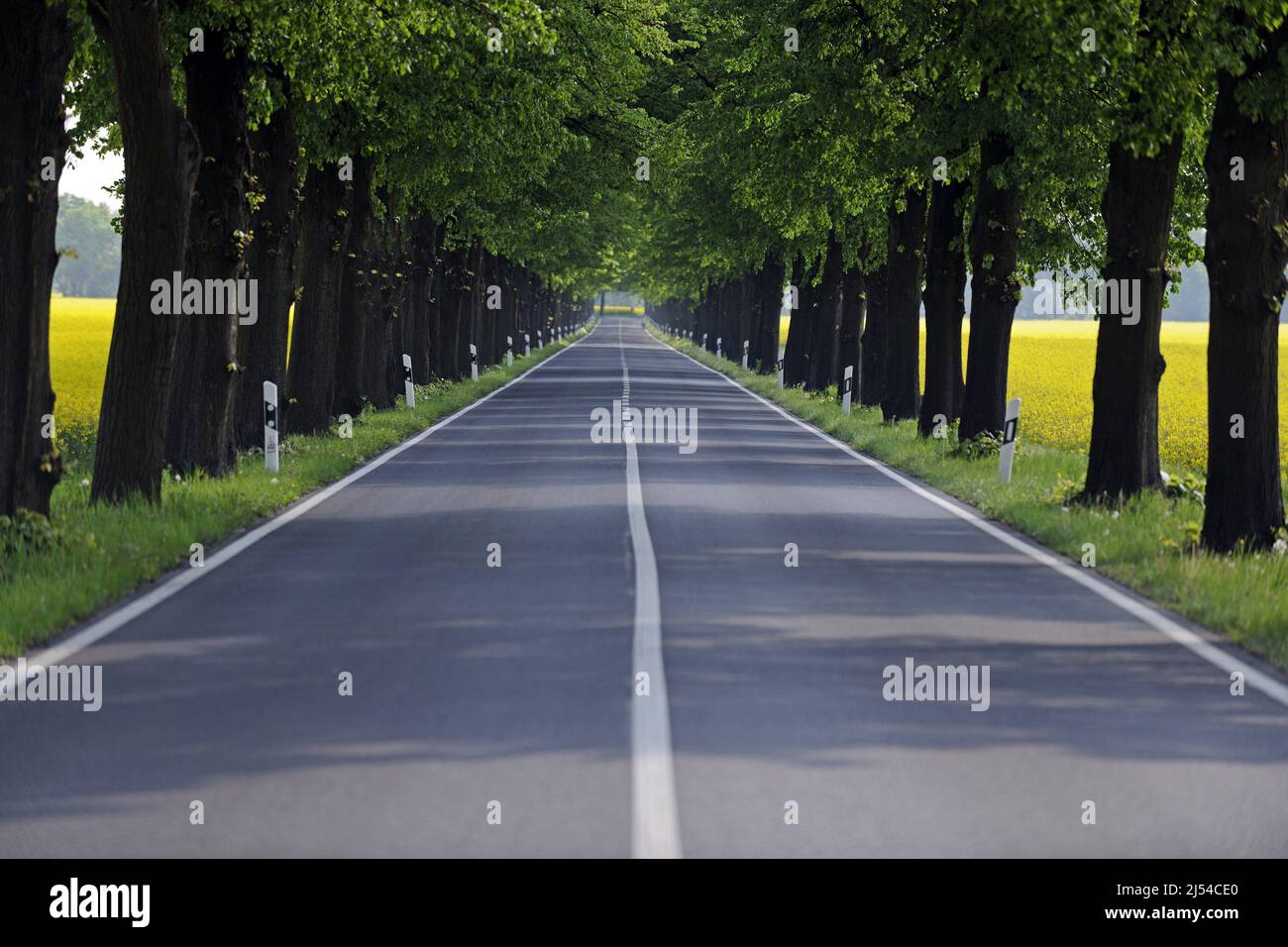 basswood, linden, lime tree (Tilia spec.), linden avenue through ...