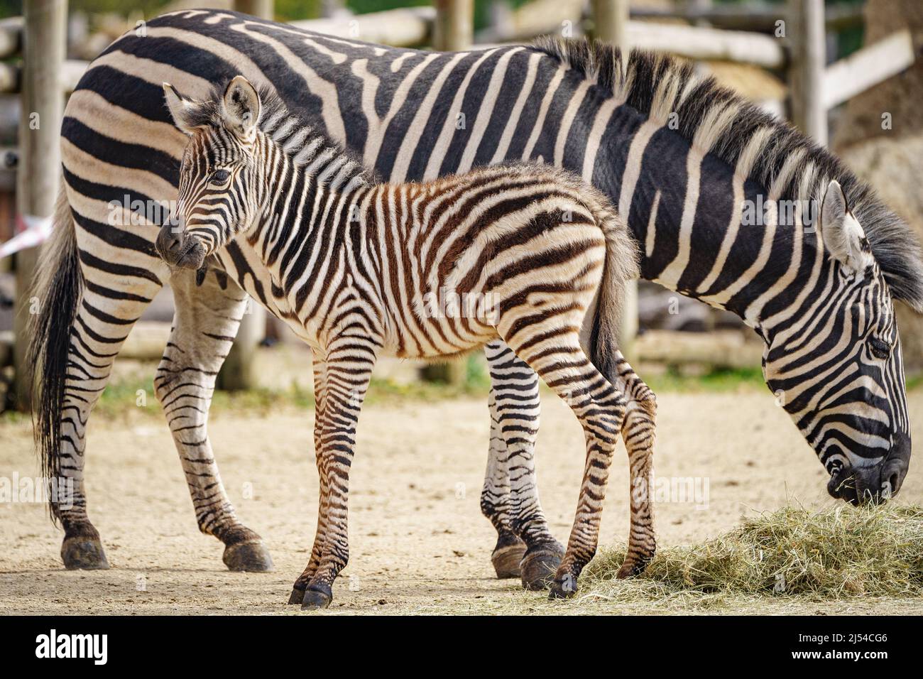 Zebra lphli hi-res stock photography and images - Alamy