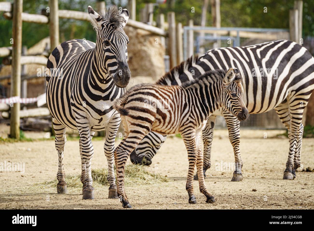 Peter wild 2022 hi-res stock photography and images - Alamy