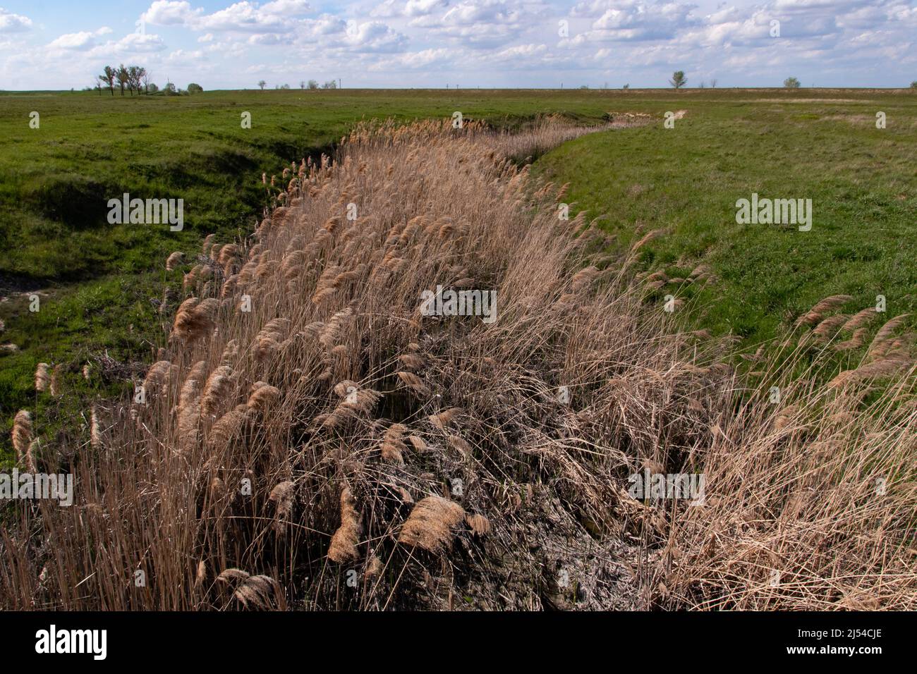 Grass common reed hi-res stock photography and images - Alamy