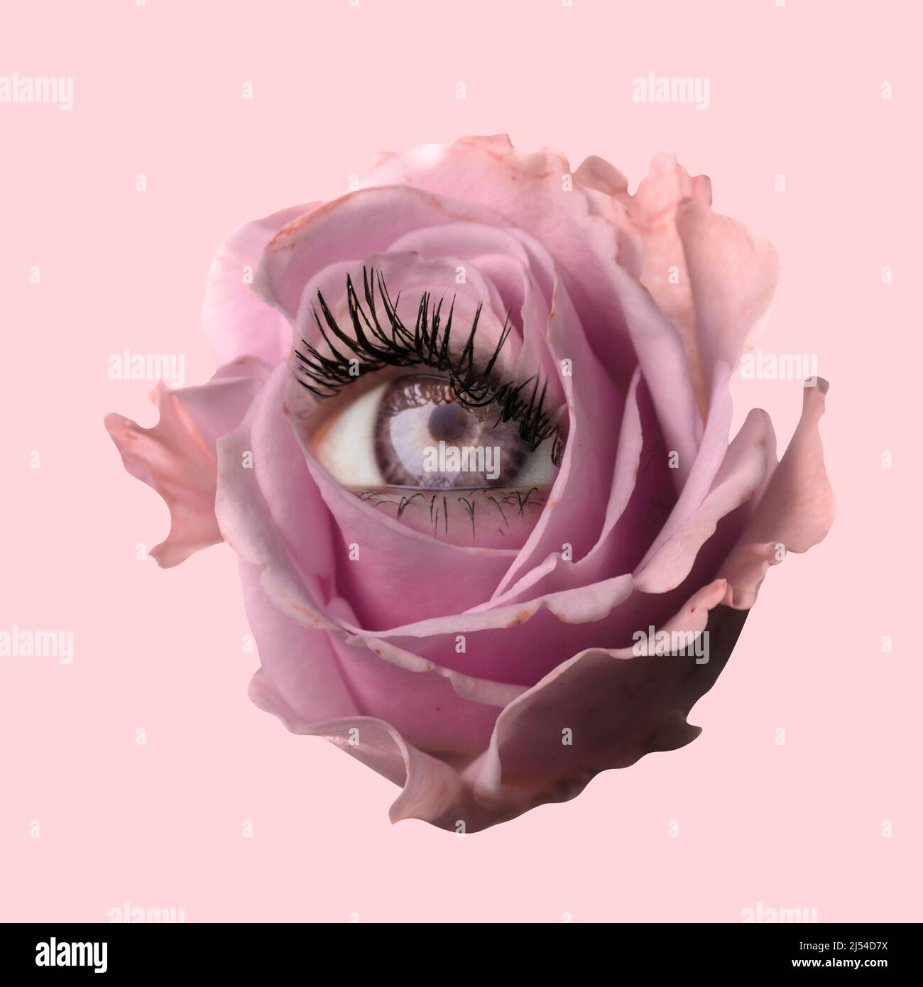 Tea-rose flower with an eye inside it on pink background. Modern design ...