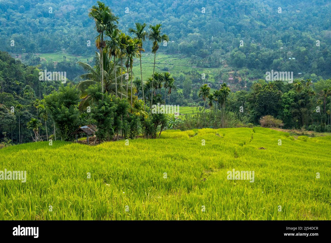 tropical field with palm trees Stock Photo - Alamy