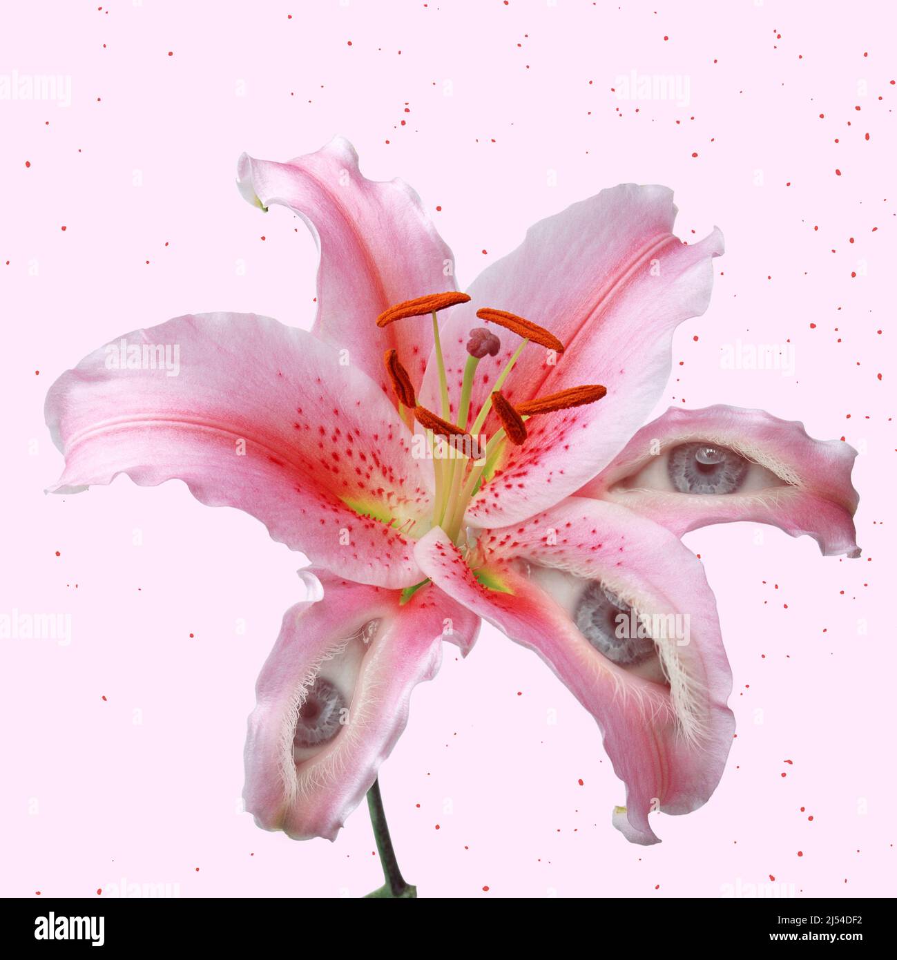 Surreal lily flower with an eye inside it on light pink background ...
