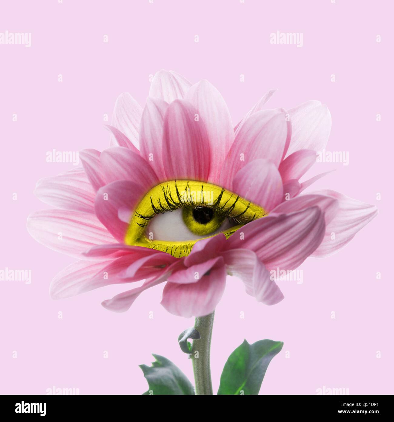 Chrysanthemum flower with an eye inside it on pink background. Modern ...