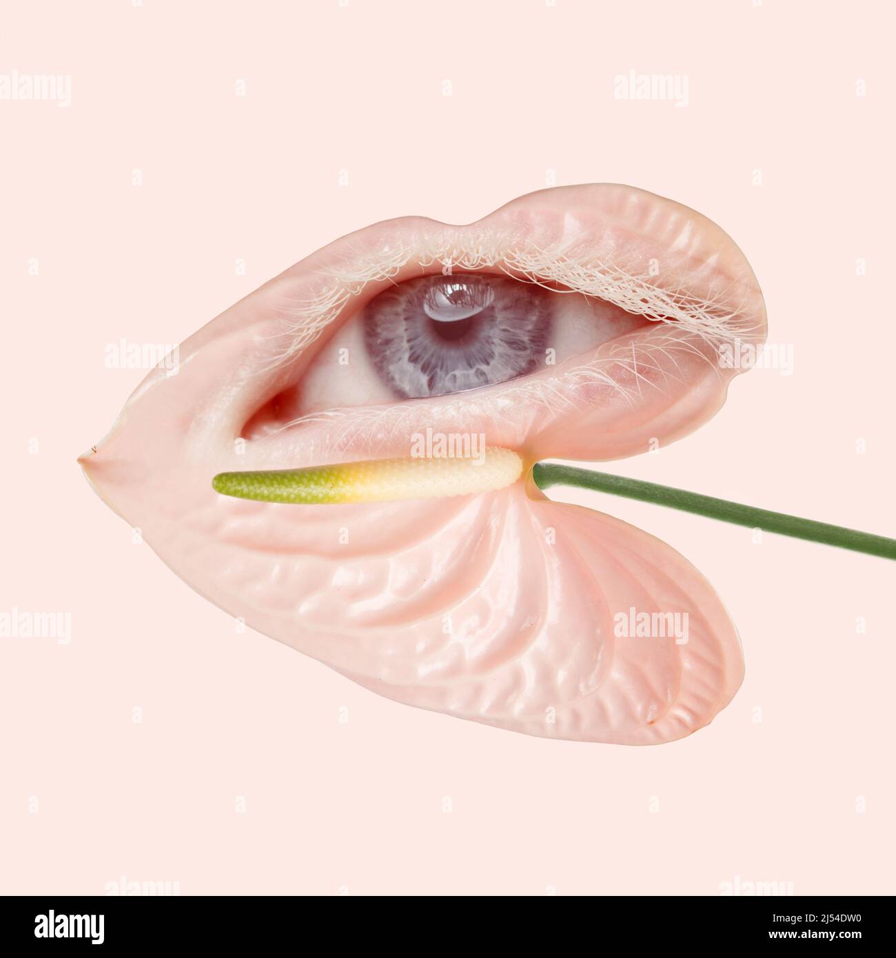 Surreal callas flower with an eye inside it on light pink background ...