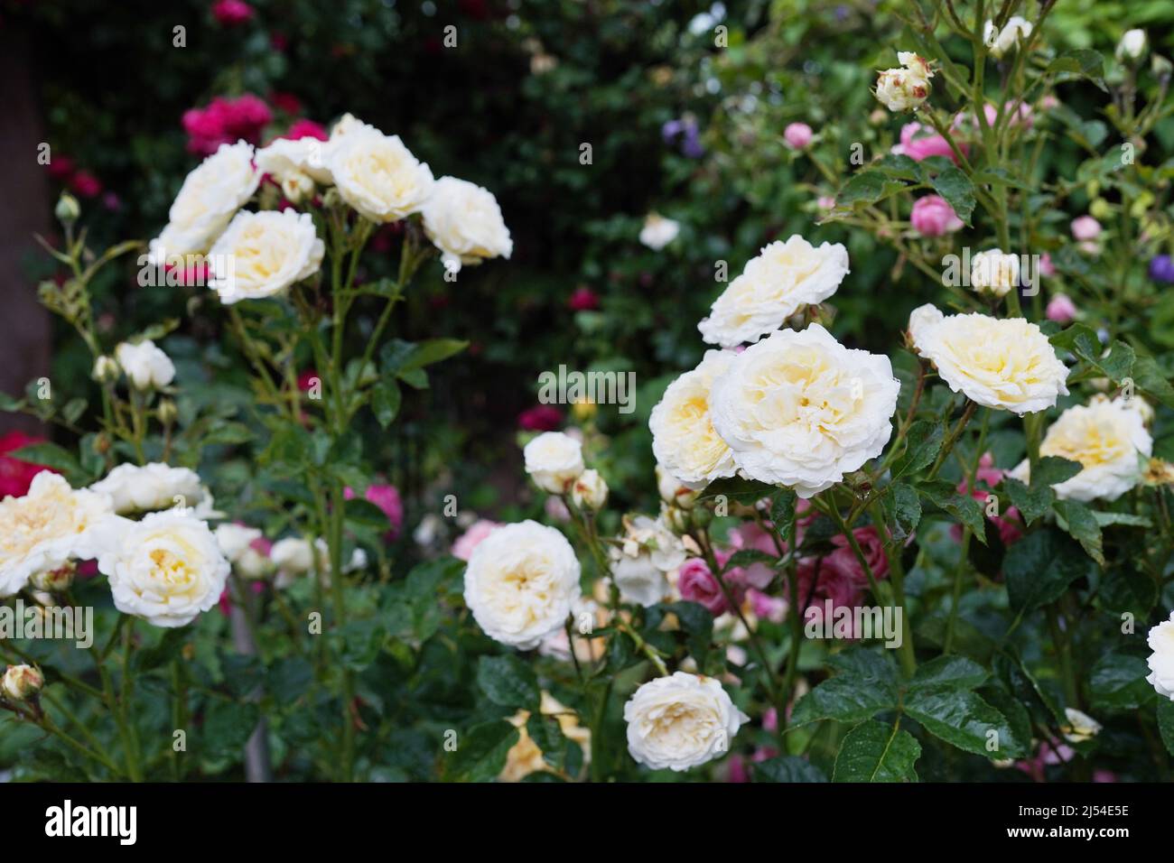 Beautiful white roses hi-res stock photography and images - Alamy
