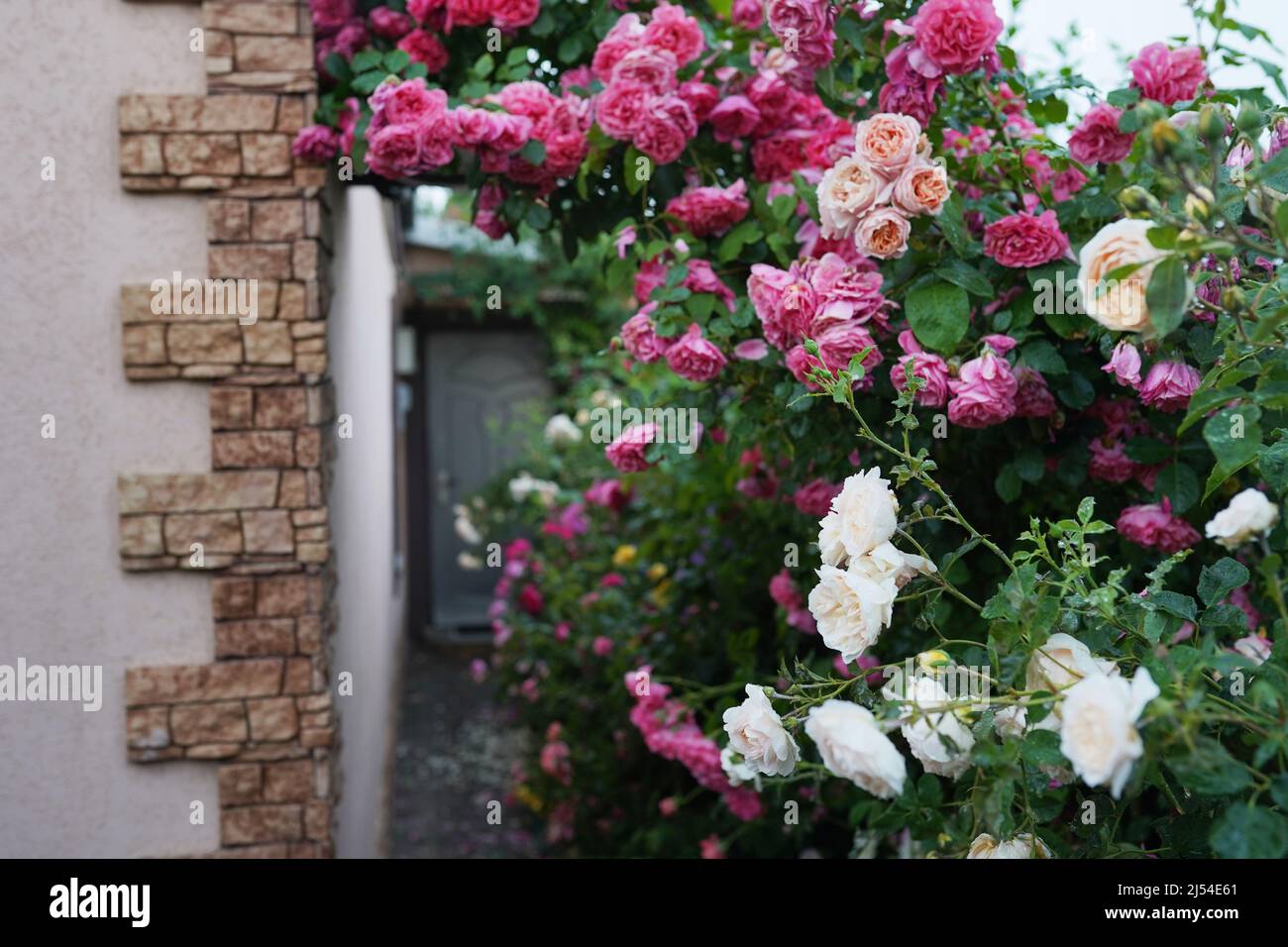 roses bushes near old rural house. Vacation at countryside background ...
