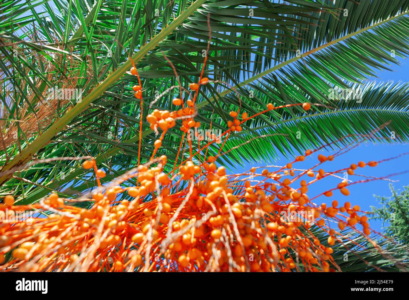 Palm tree yellow berries hi-res stock photography and images - Alamy