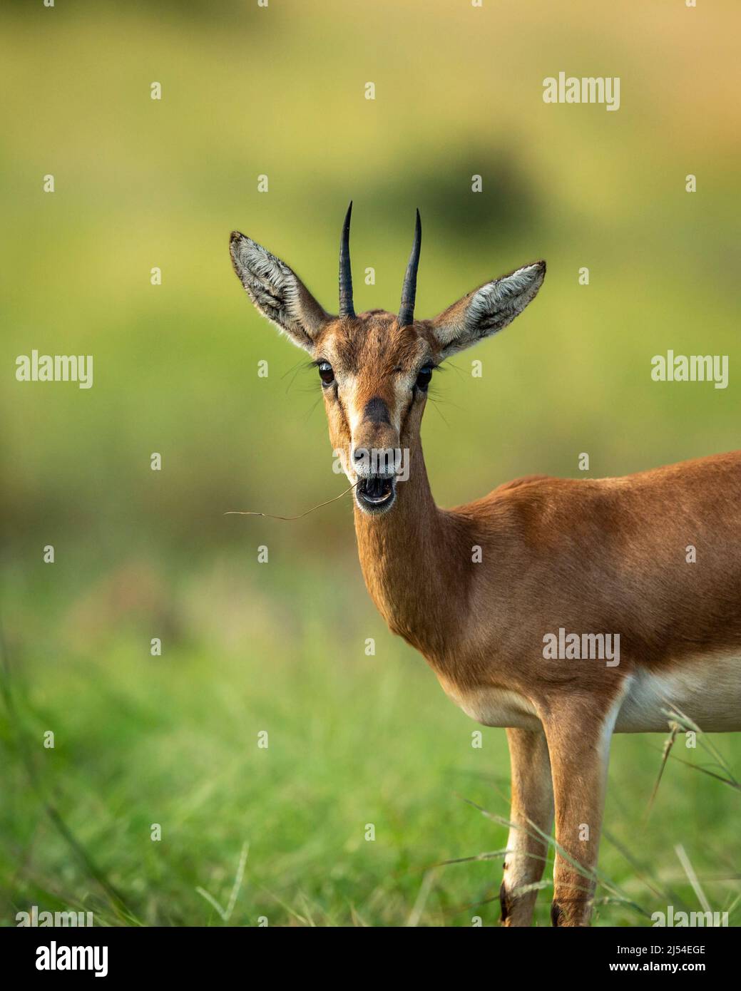 Chinkara or Indian gazelle Antelope animal funny face portrait or ...