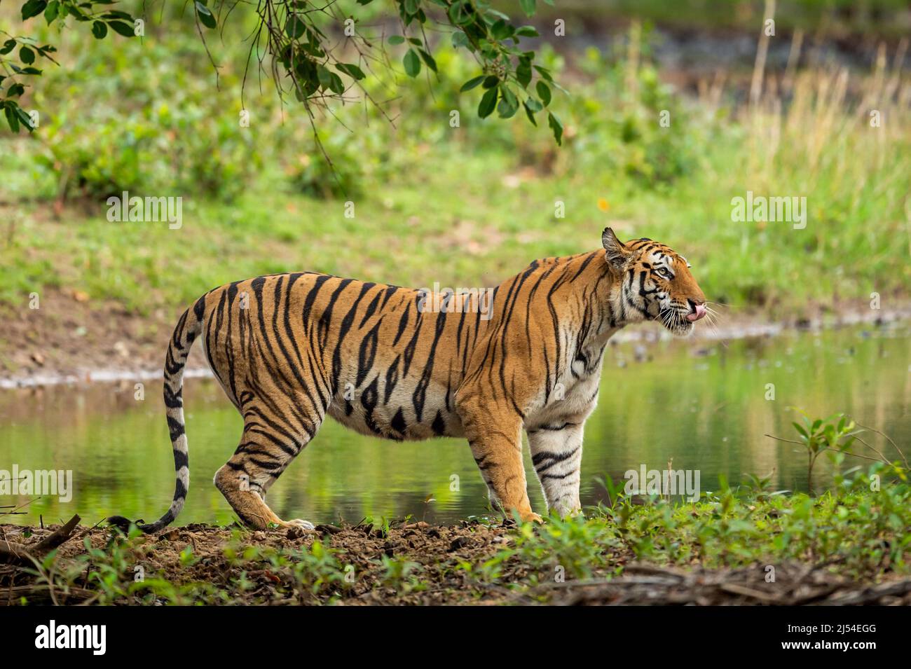 wild bengal tiger closeup in charging position with natural scenic ...