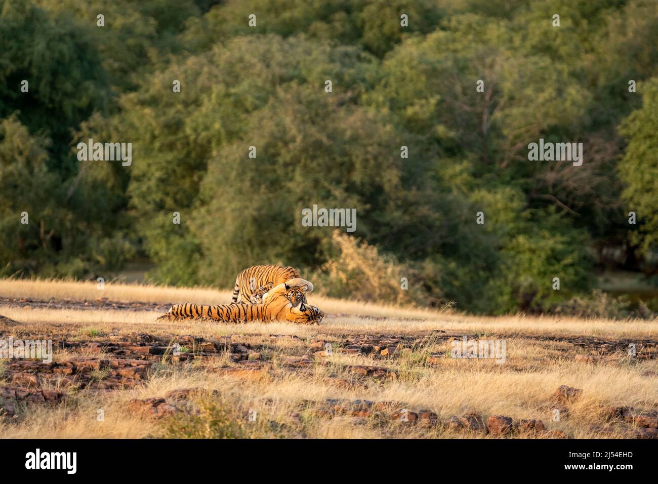 loving caring royal bengal tiger mother hugging and cuddling moment ...