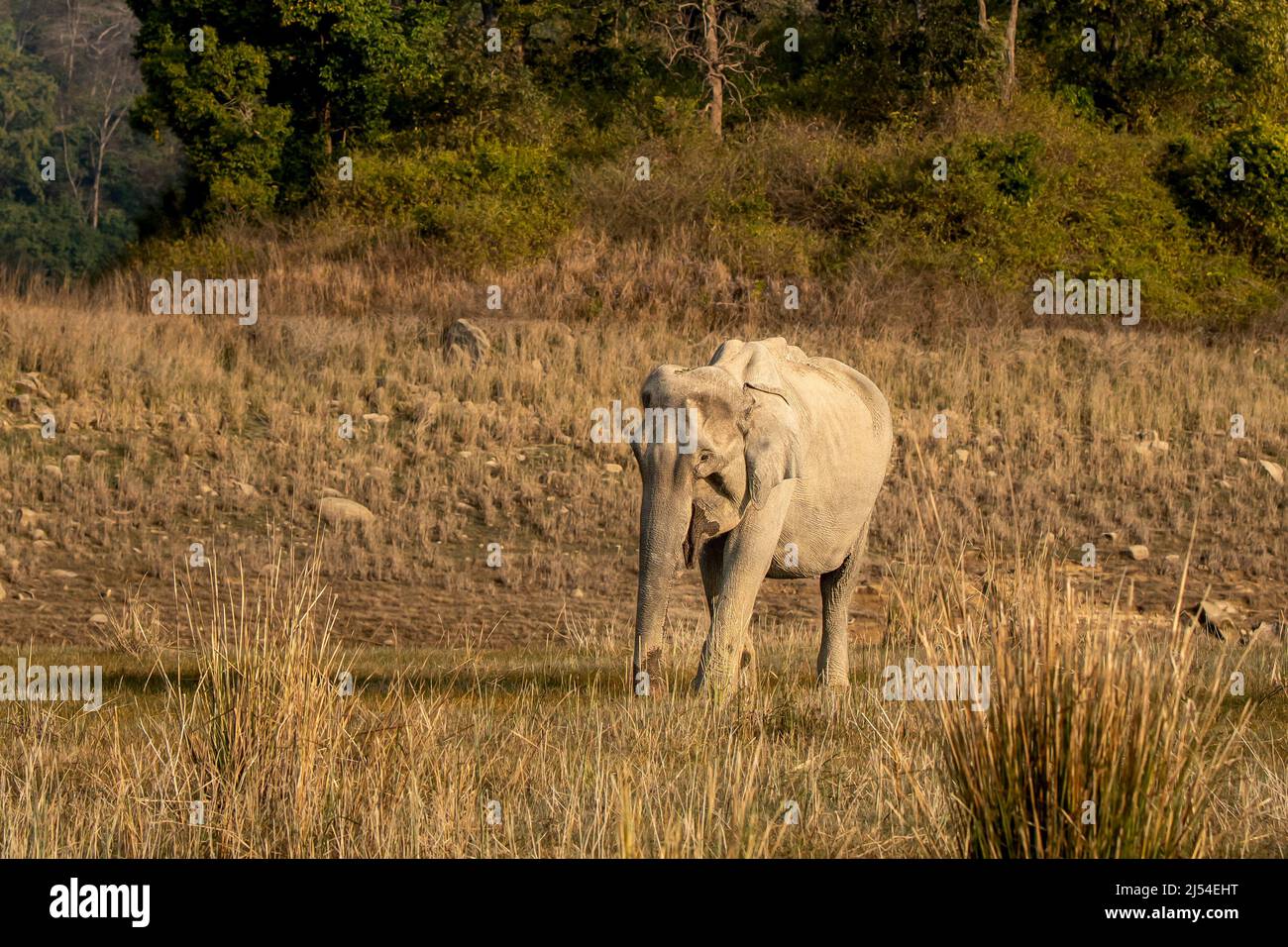 Asian elephant charge hi-res stock photography and images - Alamy
