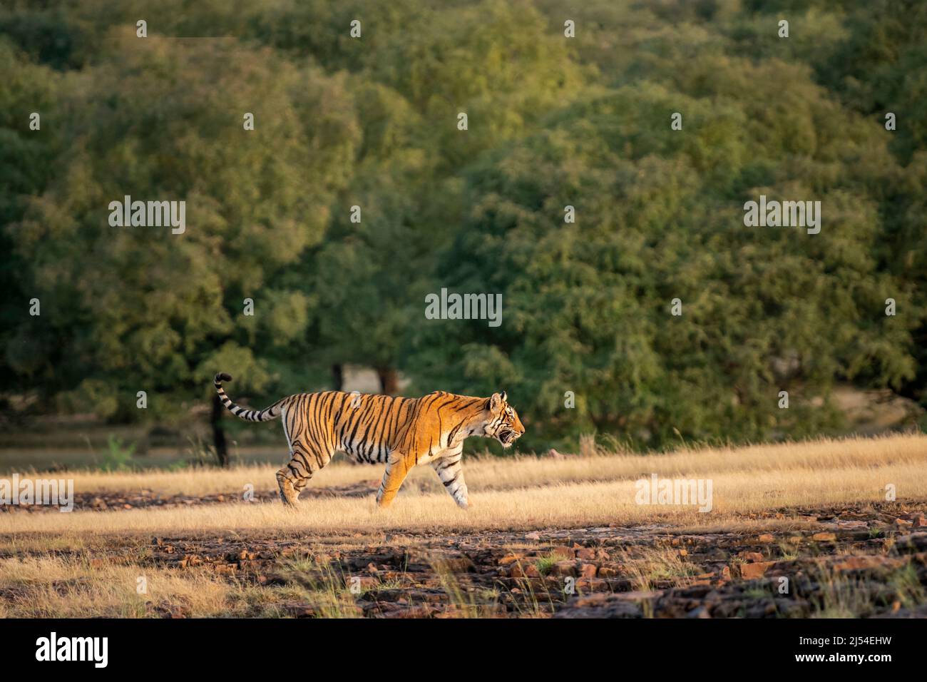 wild bengal angry female tiger in charging position on prowl tail up in ...