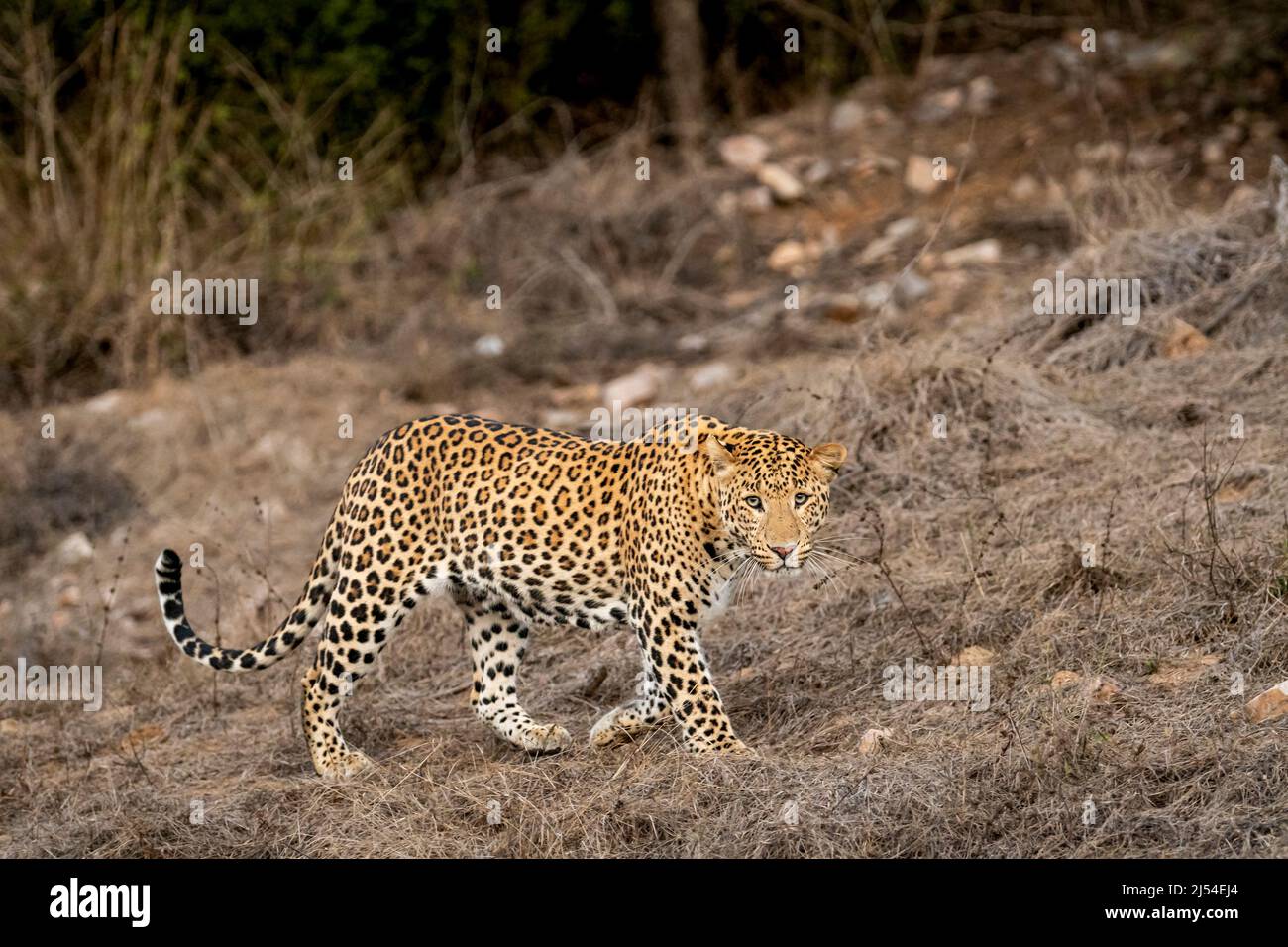 indian wild male leopard or panther side profile portrait walking or ...