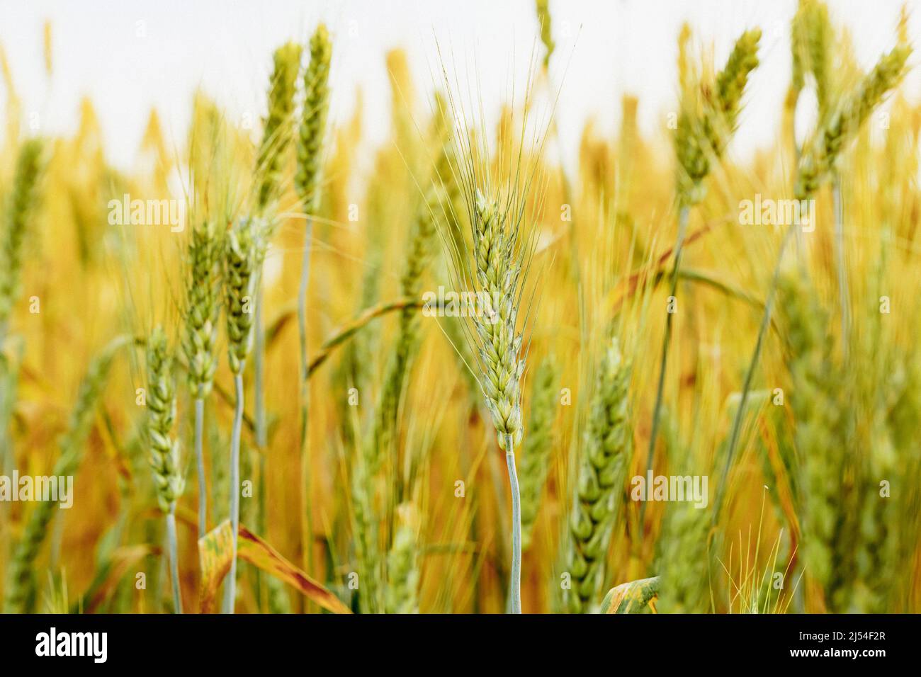 spikelet of wheat in the field. the harvest will sing Stock Photo - Alamy