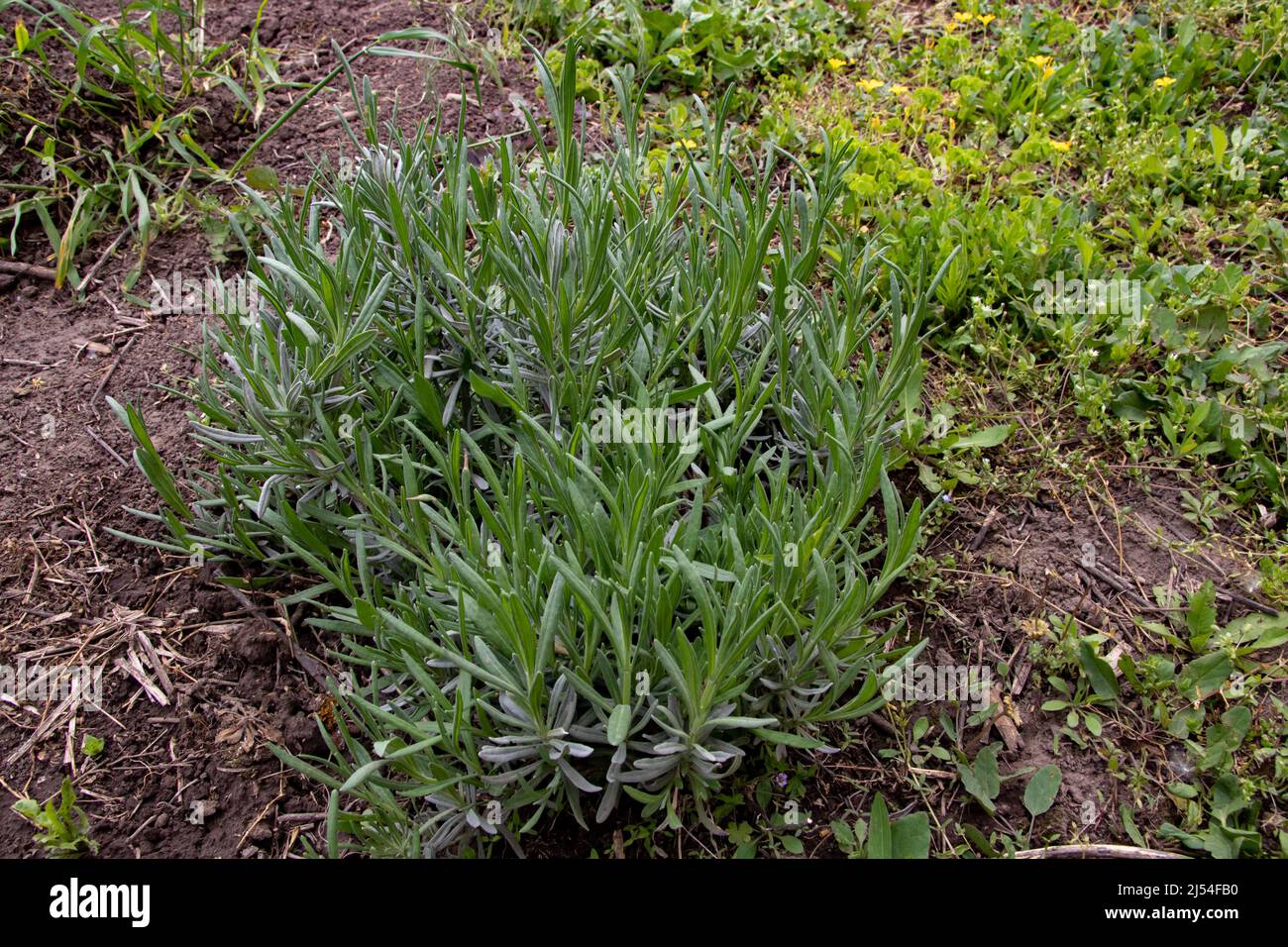 Lavenders leaves hi-res stock photography and images - Alamy