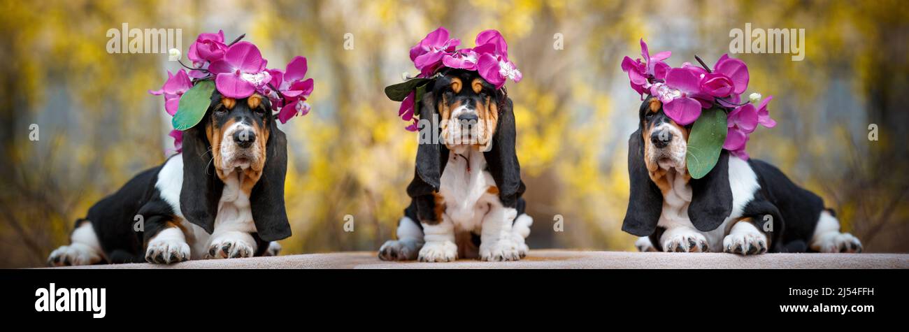 Cute basset hound puppy with fall on background with wreath on his head ...