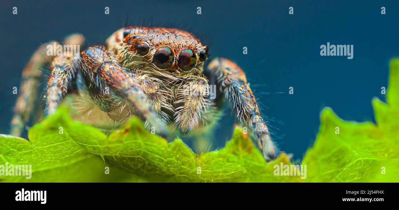 Portrait of Evarcha arcuata female jumping spider portrait Stock Photo ...