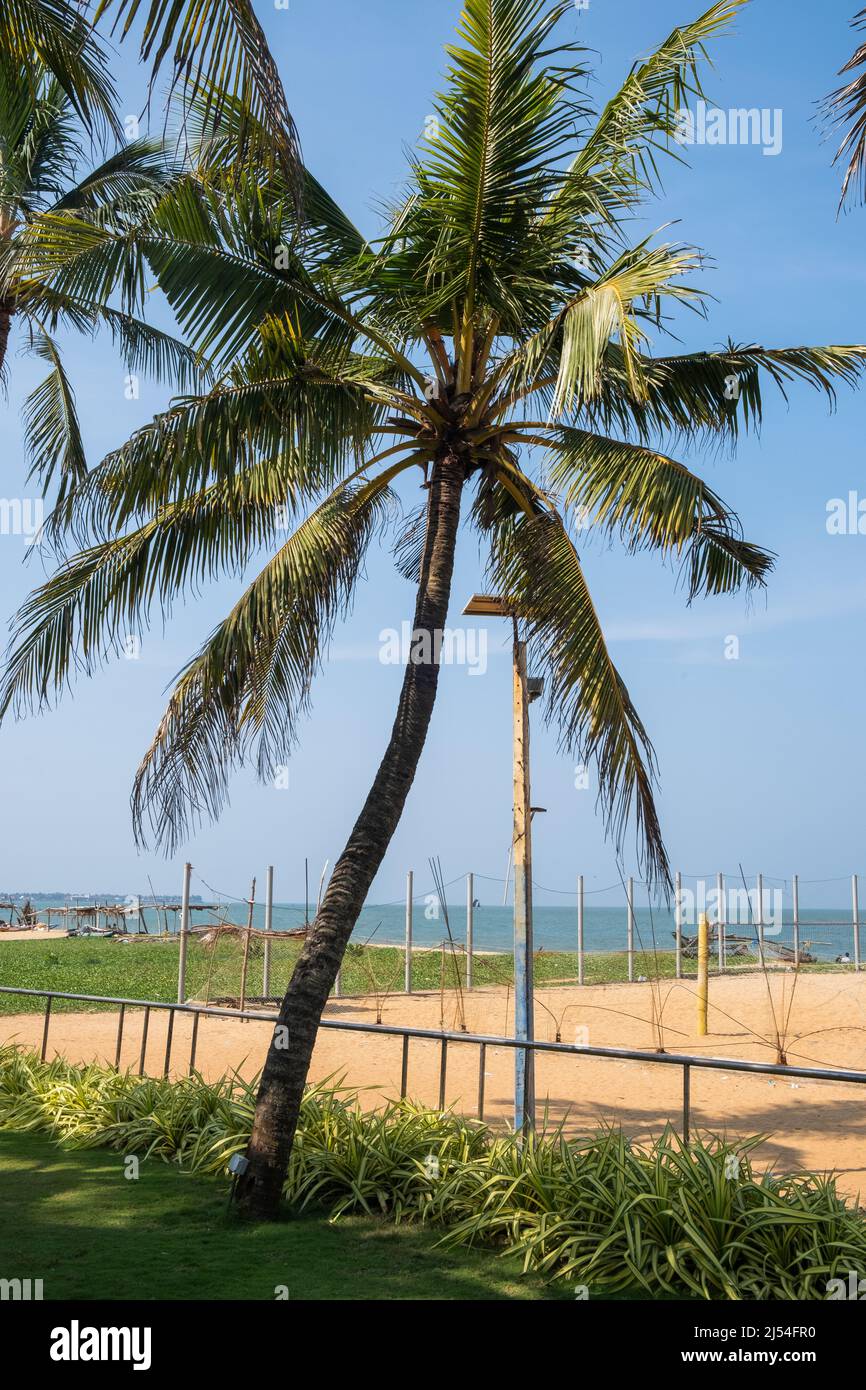 palm tree on ocean background and beach Stock Photo - Alamy