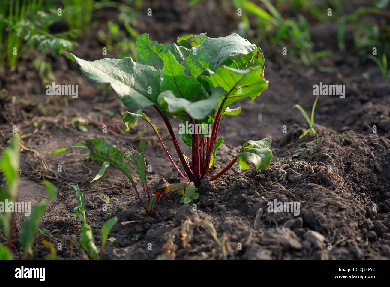 Beetroots outdoor growing hi-res stock photography and images - Alamy